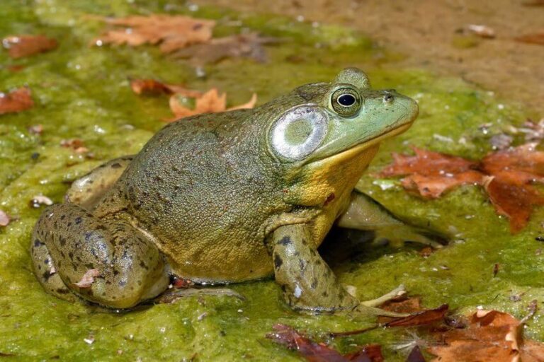 American Bullfrog (Lithobates catesbeianus): Complete Species Guide ...