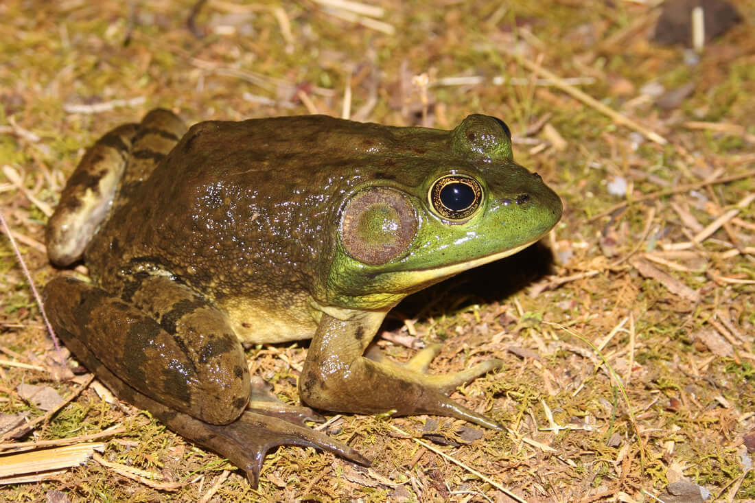 American Bullfrog (Lithobates catesbeianus): Complete Species Guide ...