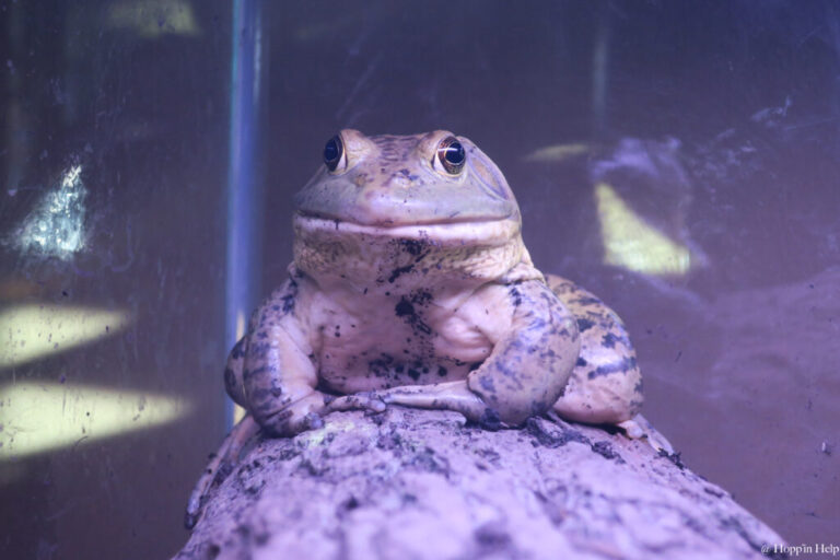 American Bullfrog (Lithobates catesbeianus): Complete Species Guide ...