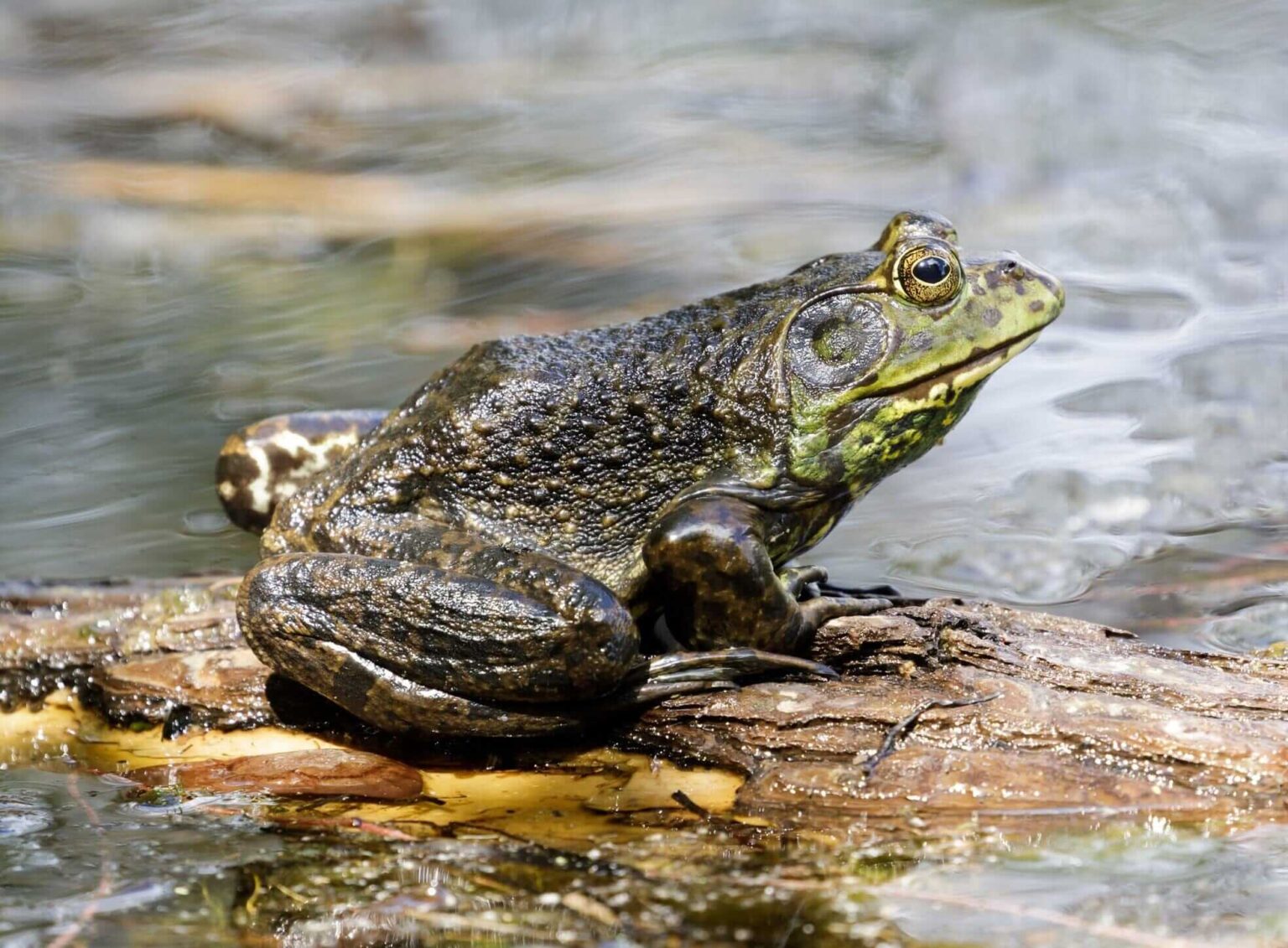 American Bullfrog (Lithobates catesbeianus): Complete Species Guide ...